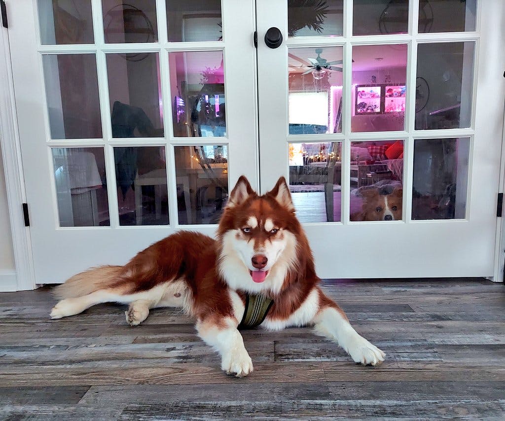 Snuggle Paws - Comforting Cuddle Shaped Plush Project Update: 🎉🎉THREE DAYS LEFT ...